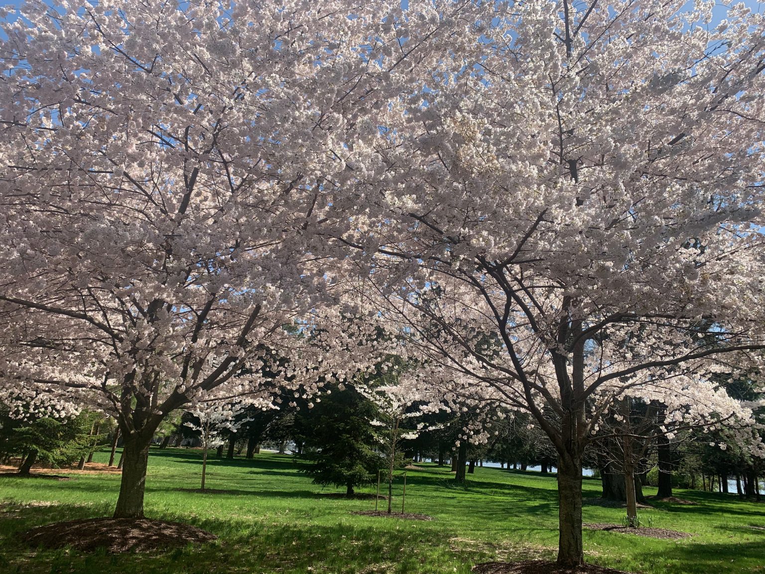 Joanne Leedom-Ackerman Archives - Joanne Leedom-Ackerman